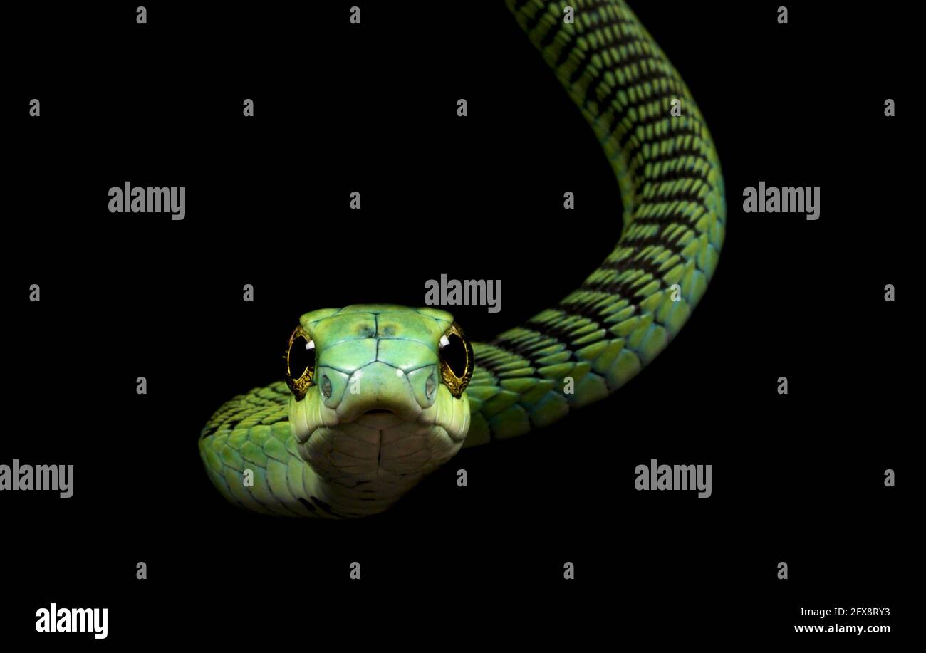 Boomslang (Dispholidus typus Stock Photo - Alamy