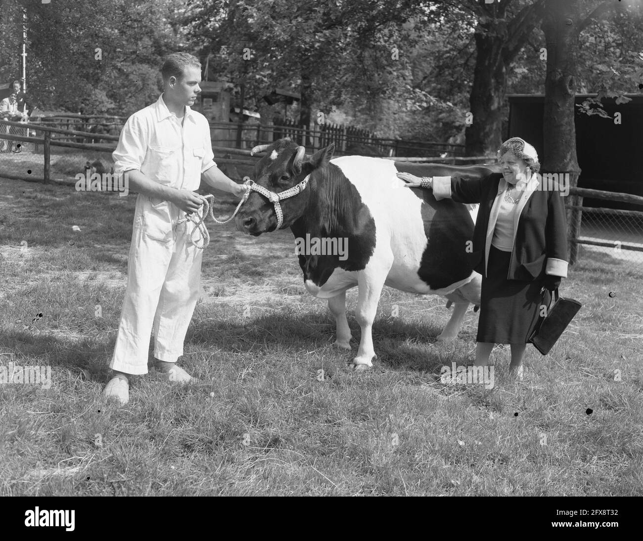 Milk giving cow Black and White Stock Photos & Images - Alamy