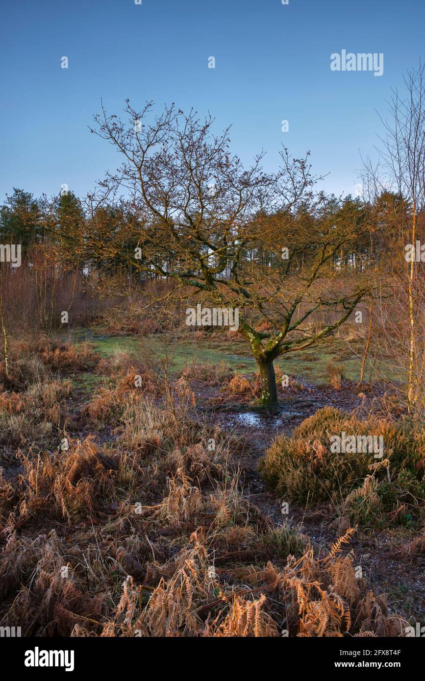 Cleddon hi-res stock photography and images - Alamy
