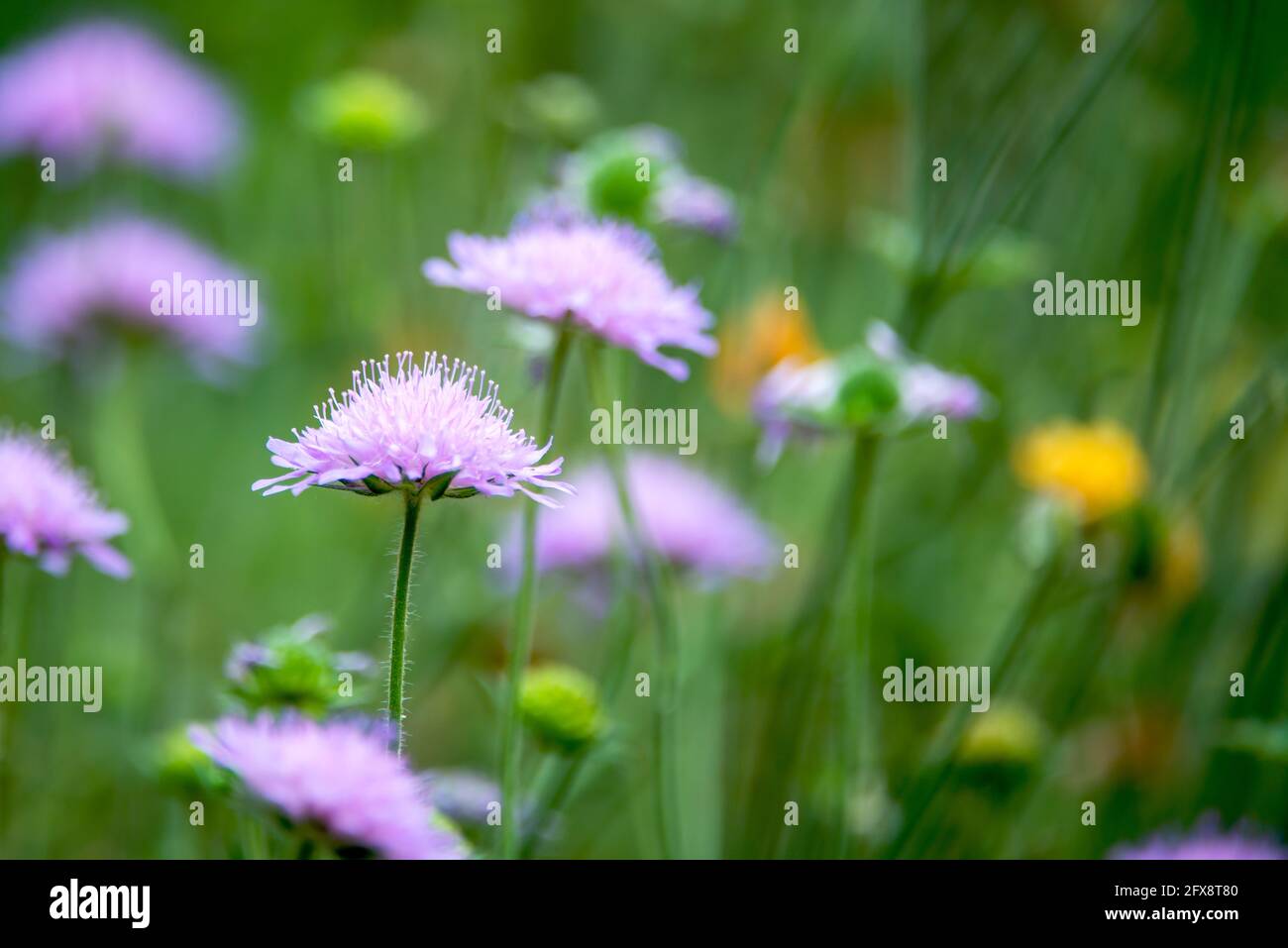 Mauve flower in full bloom with stalks and green background Stock Photo ...