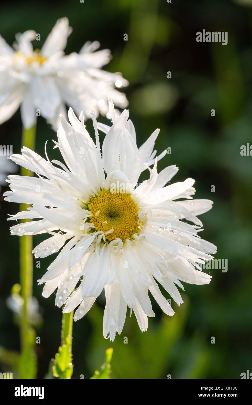 Leucanthemum x superbum crazy daisy hi-res stock photography and images ...