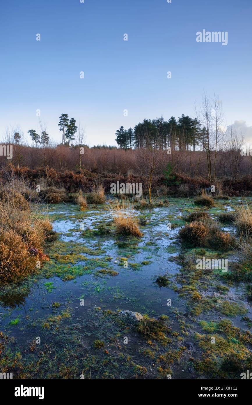Cleddon marsh hi-res stock photography and images - Alamy
