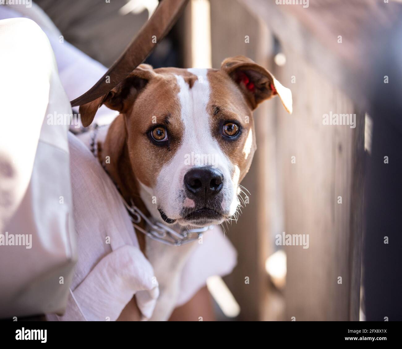 Jack russell terrier adorable hi-res stock photography and images - Alamy