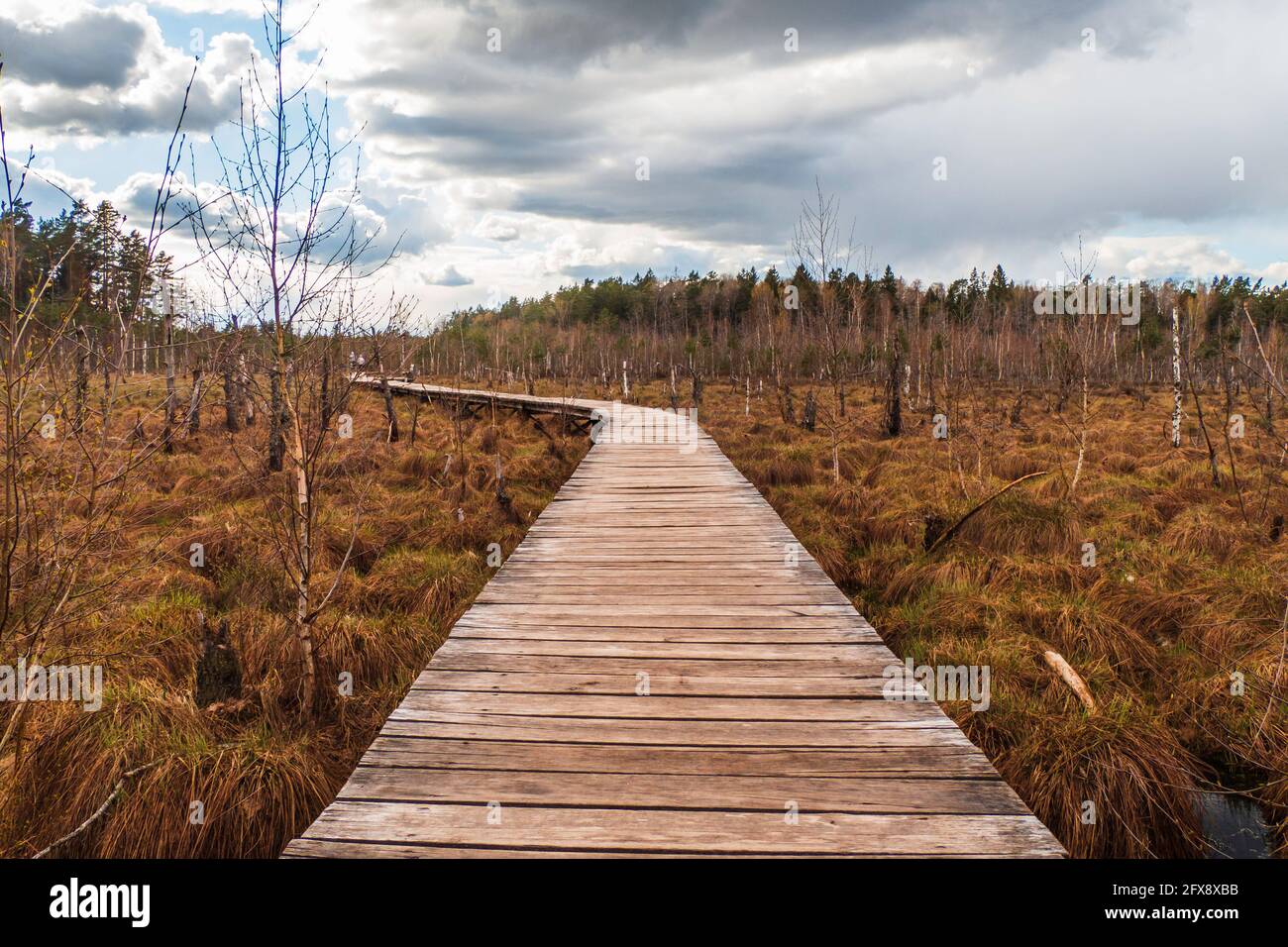 Old Wooden Footbridge in the Middle of Wetland Swamp Area Stock Photo ...