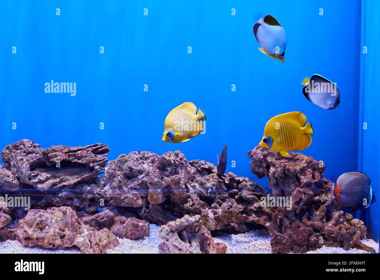 Saltwater Butterfly Fish