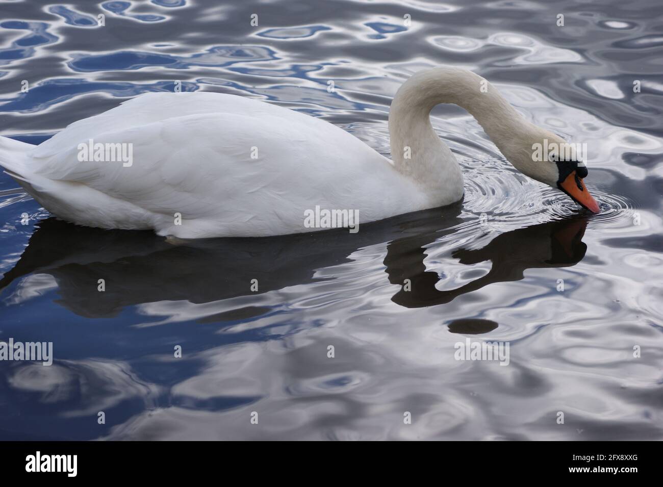 Swan peak hi-res stock photography and images - Alamy