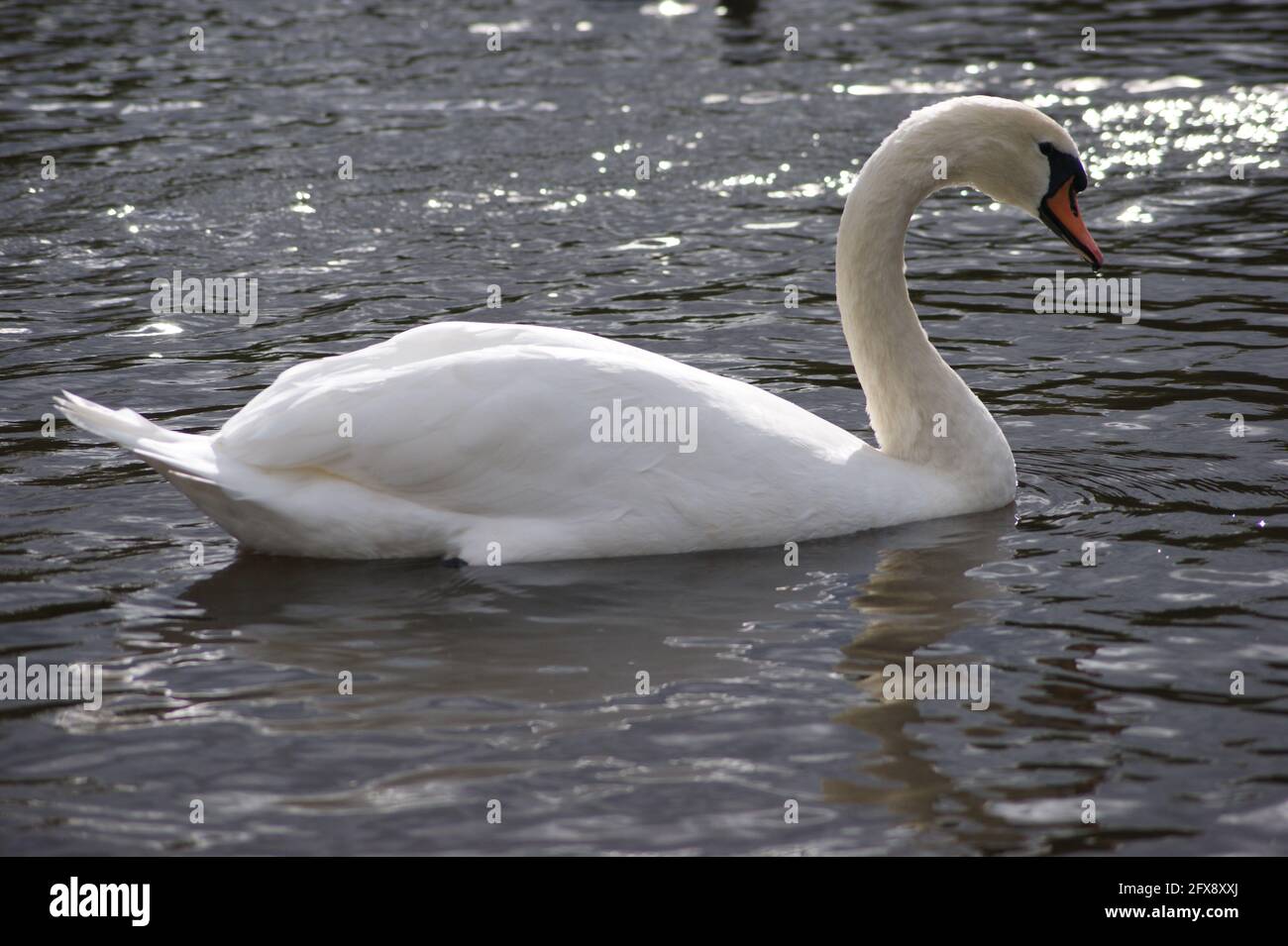 Swan peak hi-res stock photography and images - Alamy