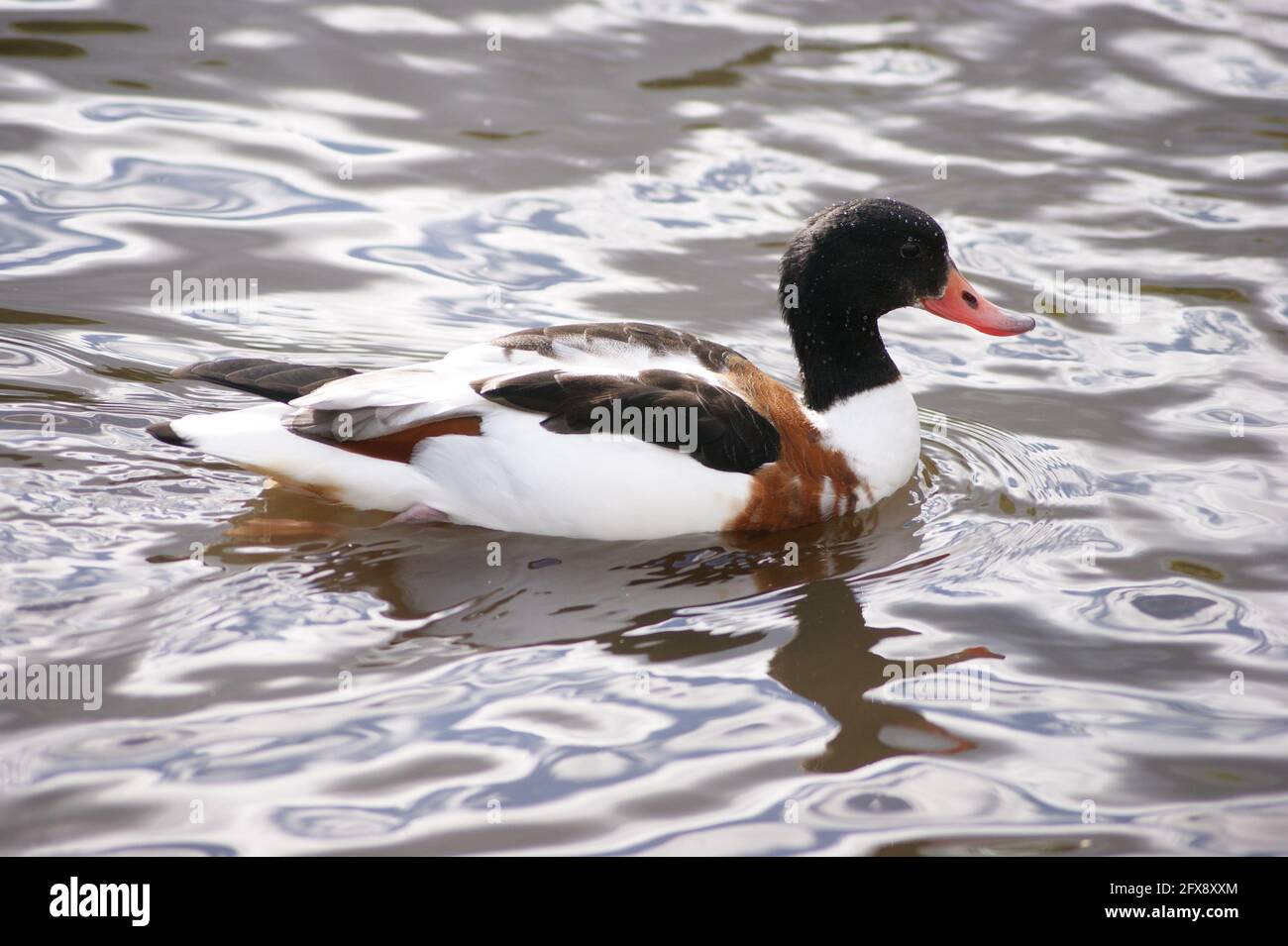 Red billed duck hi-res stock photography and images - Alamy