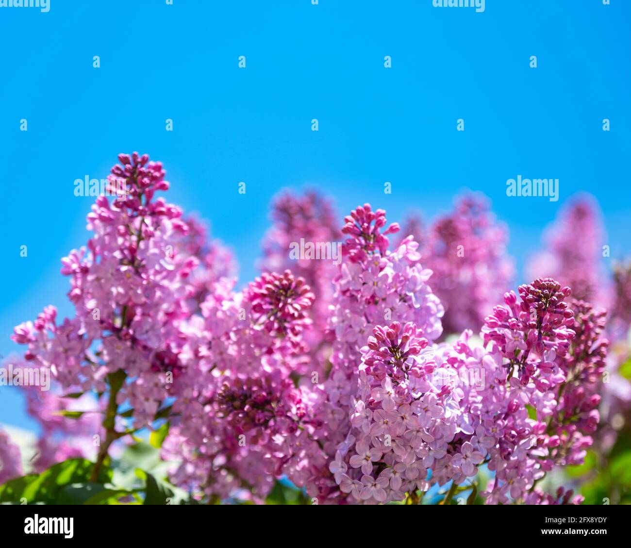 Beautiful branch of lilac against the blue sky. Natural spring ...
