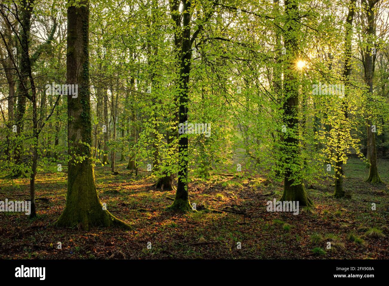 Sunlight through Beech trees Stock Photo - Alamy