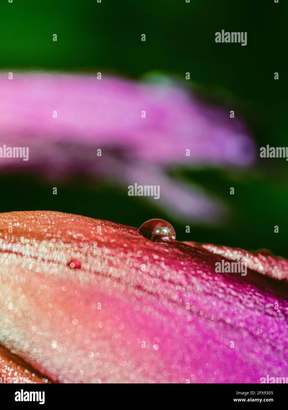 Closeup shot of a raindrop on a pink flower petal Stock Photo - Alamy