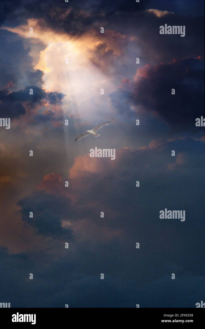 Bird flies through storm clouds. 3D rendering Stock Photo - Alamy