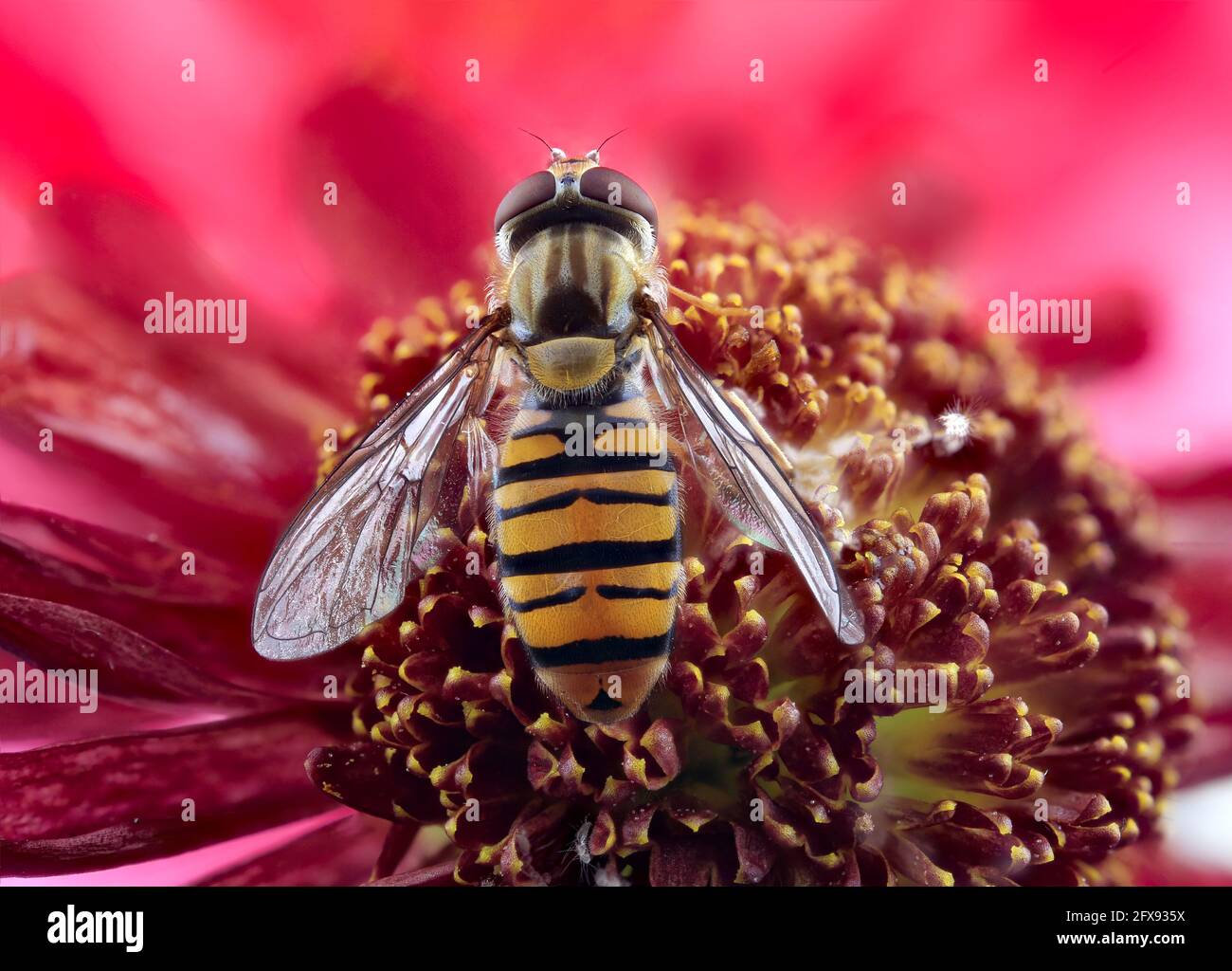 Macro shot of a giant wasp on a beautiful flower sipping nectar Stock ...