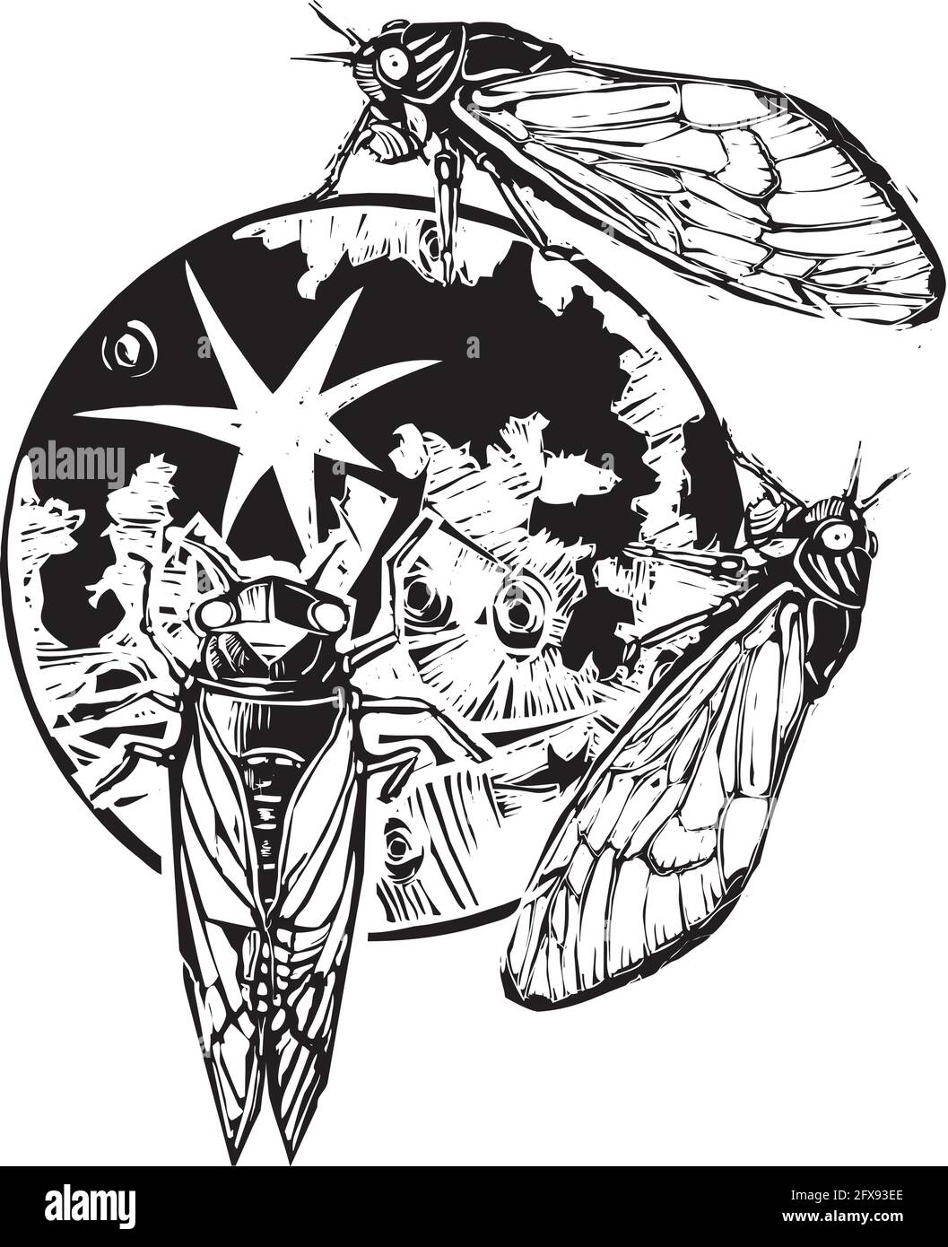 Cicada brood Black and White Stock Photos & Images - Alamy