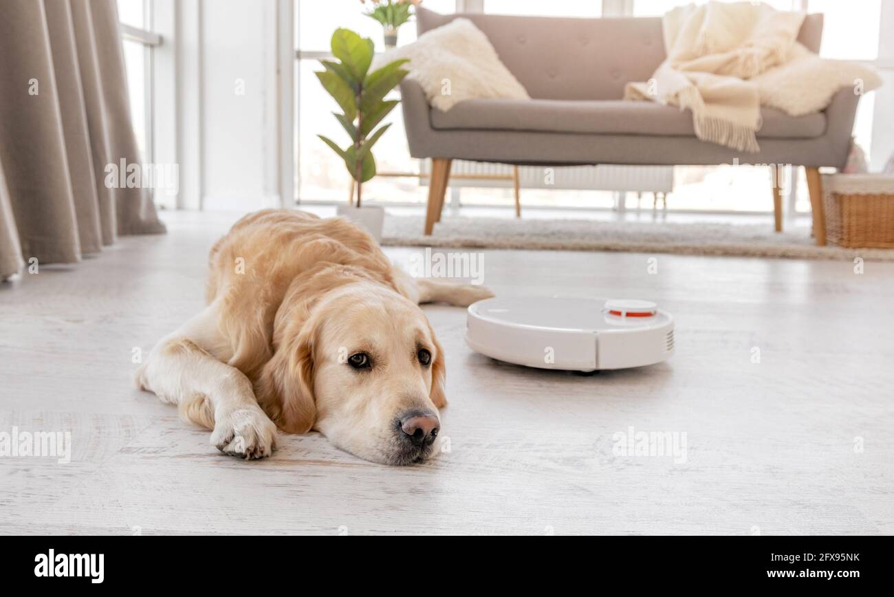 Golden retriever dog at home interior Stock Photo - Alamy