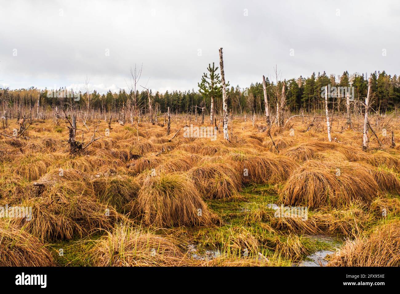 Wetland Swamp Bog with Small Ponds and Pine Trees Stock Photo - Alamy