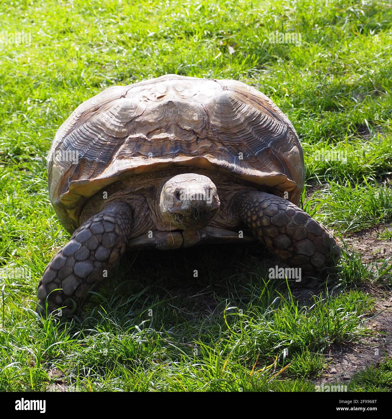 Giant african sulcata tortoise hi-res stock photography and images - Alamy