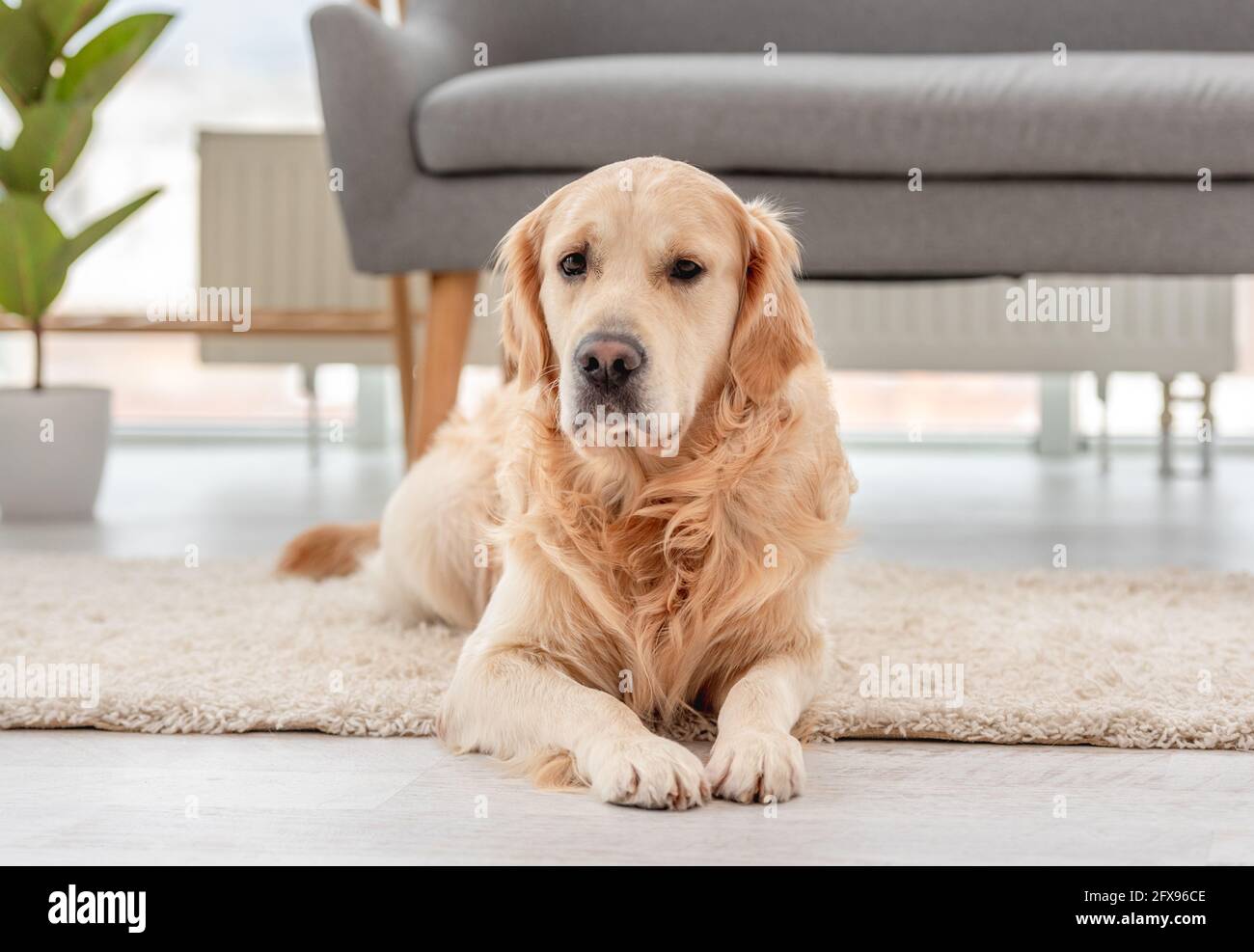 Golden retriever dog indoor Stock Photo - Alamy