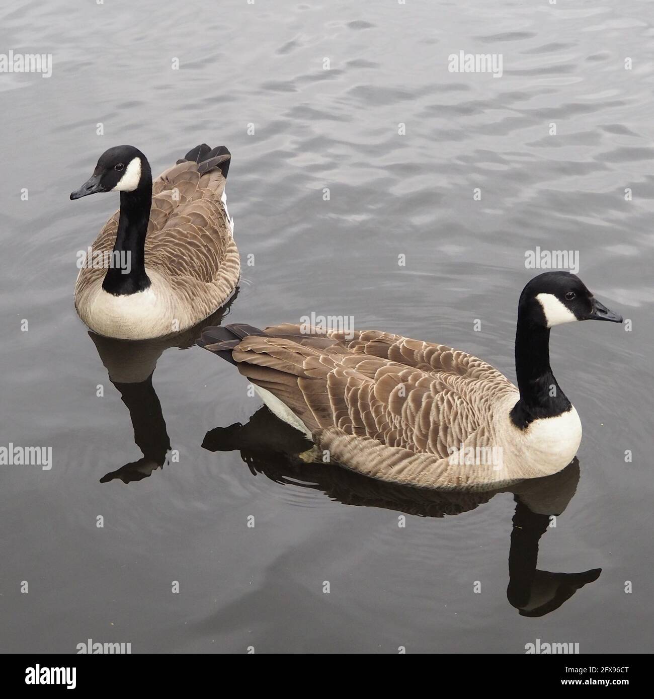 Human swimming in river uk hi-res stock photography and images - Alamy