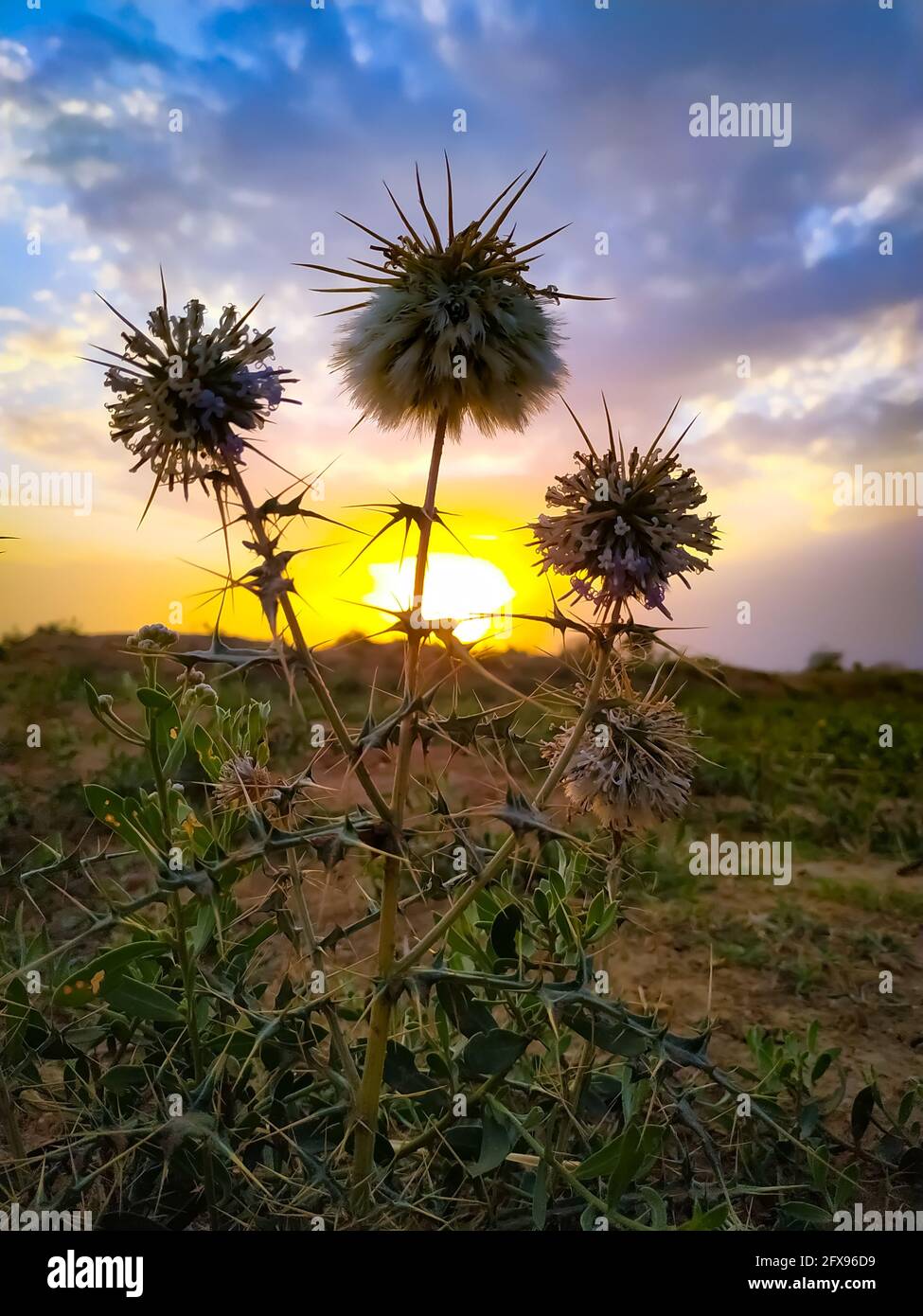 Golden sunset in the shrubland Stock Photo - Alamy