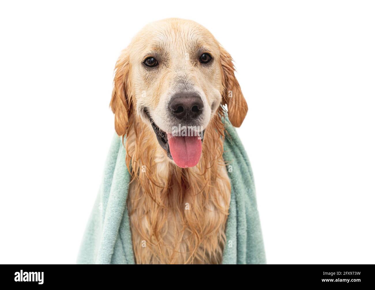 Golden retriever dog in bathtub after washing Stock Photo - Alamy