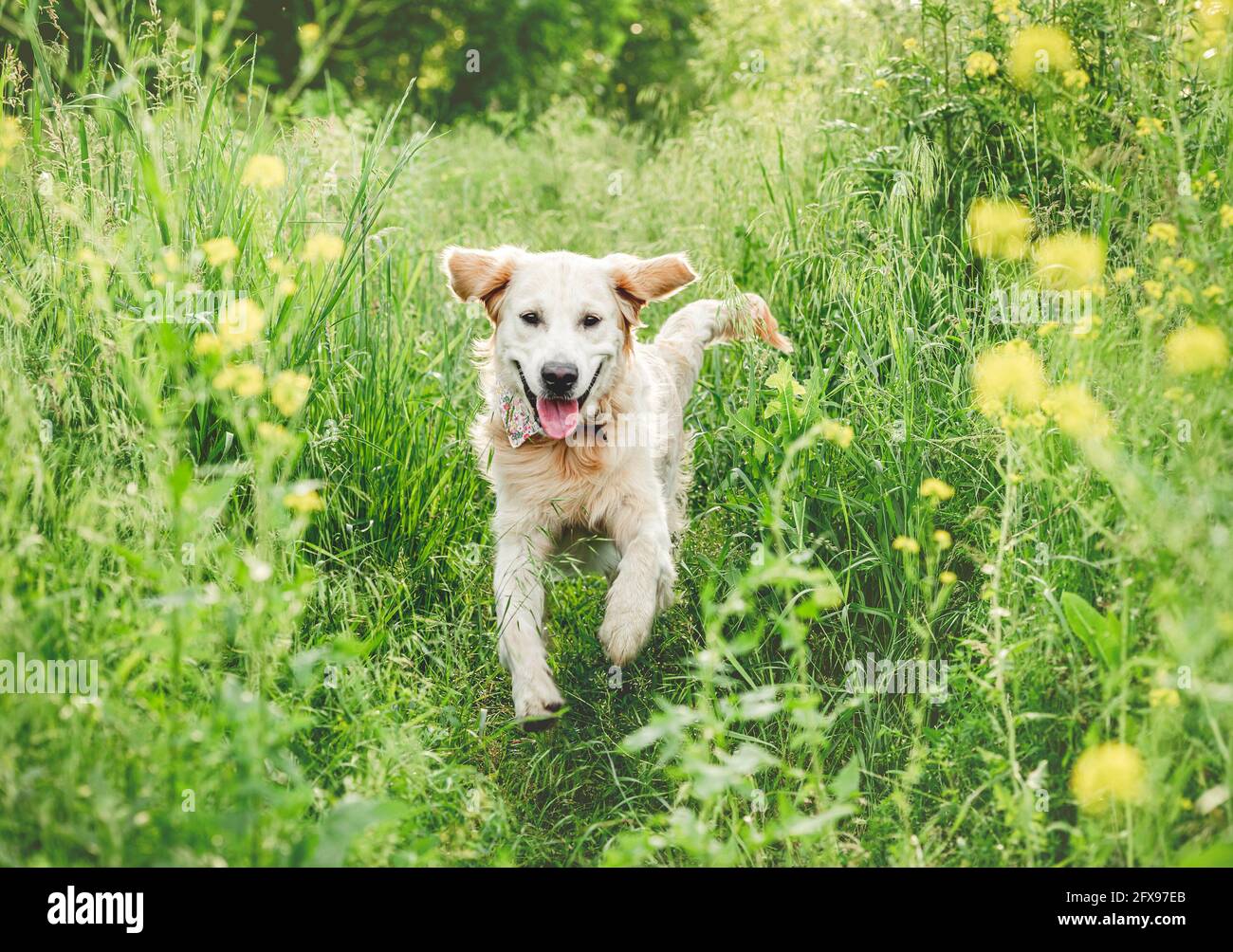 Smiling golden retrievers hi-res stock photography and images - Alamy
