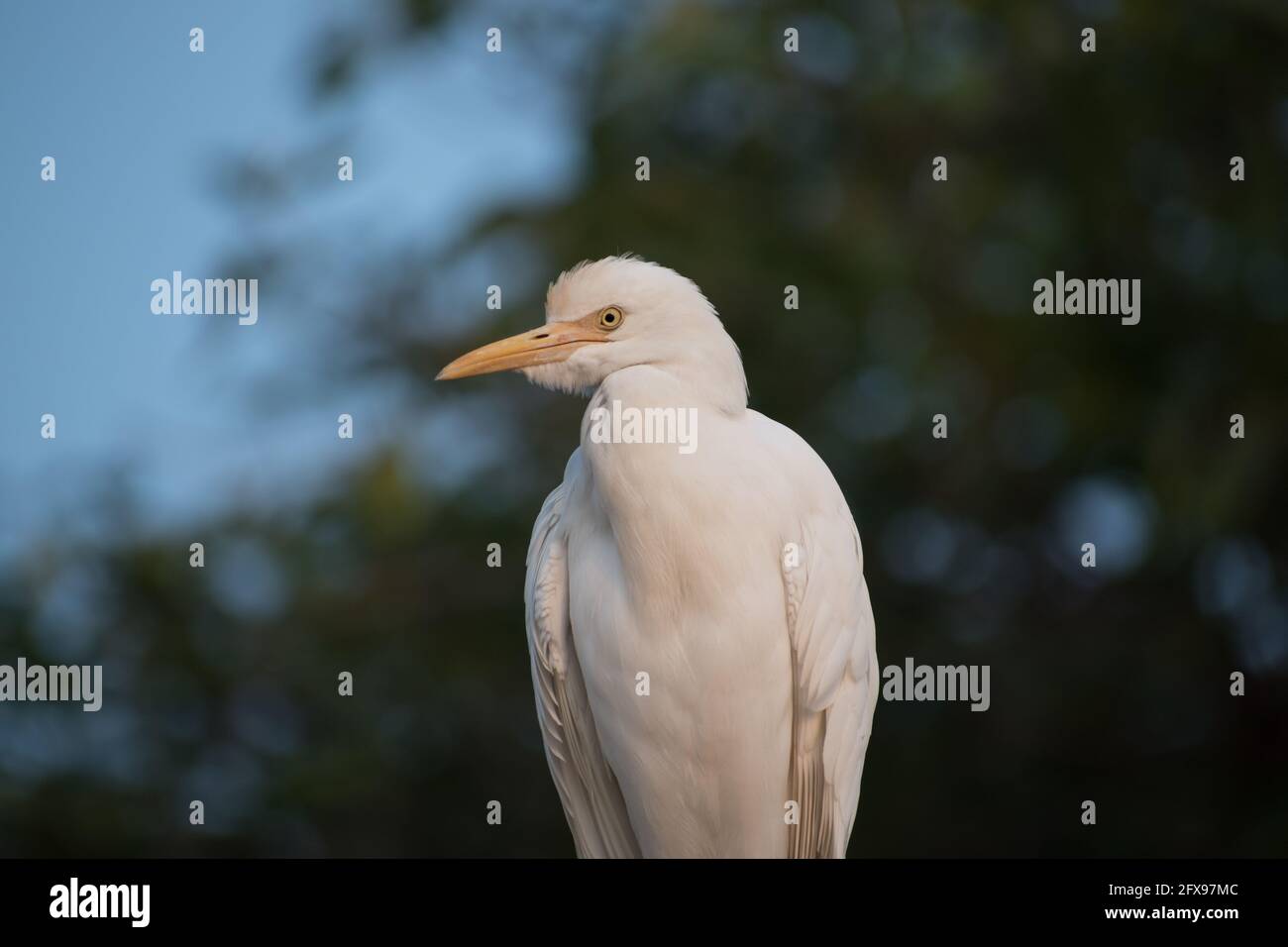 White crane bird hi-res stock photography and images - Alamy