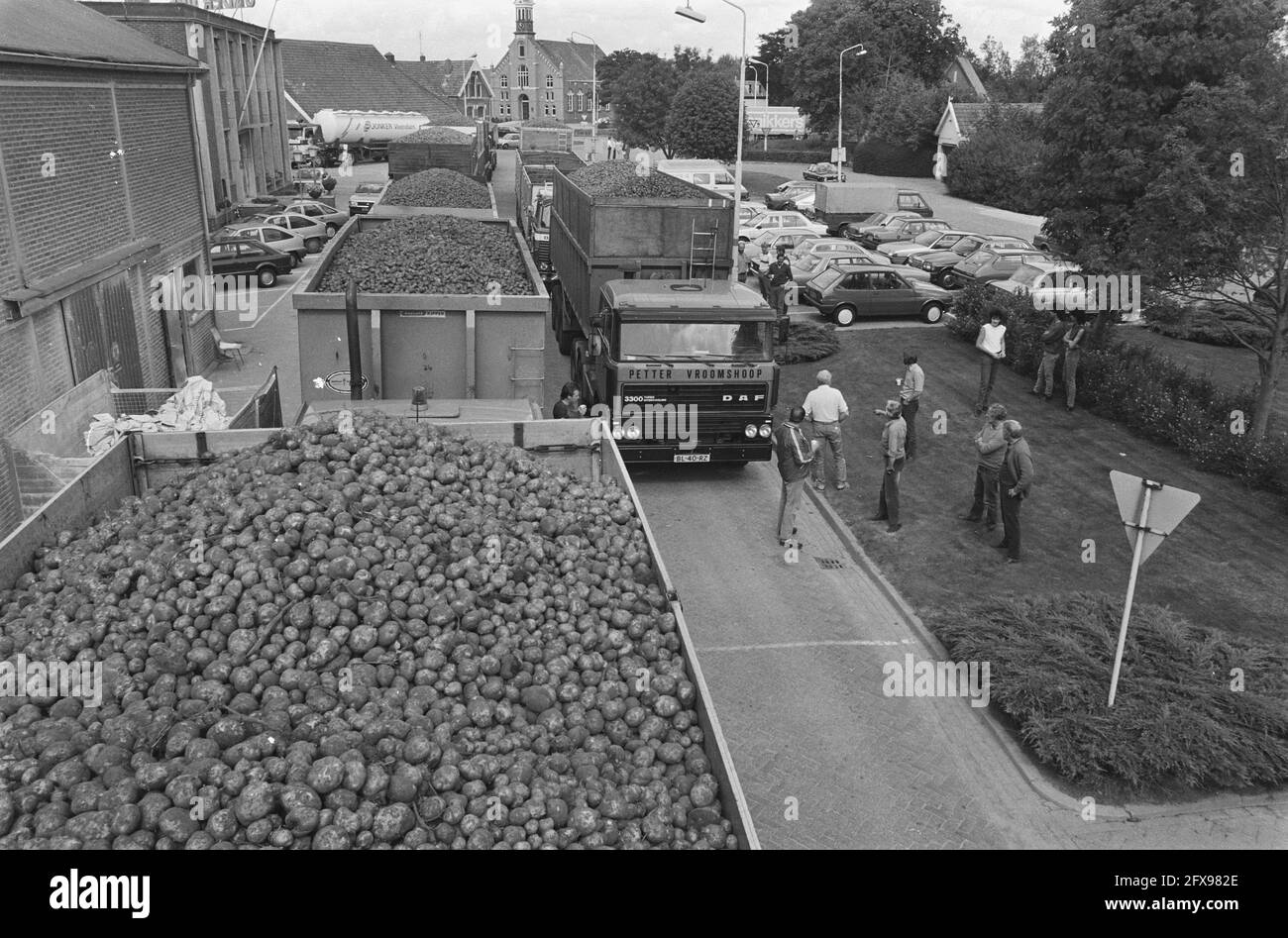 Avebe plant hi-res stock photography and images - Alamy