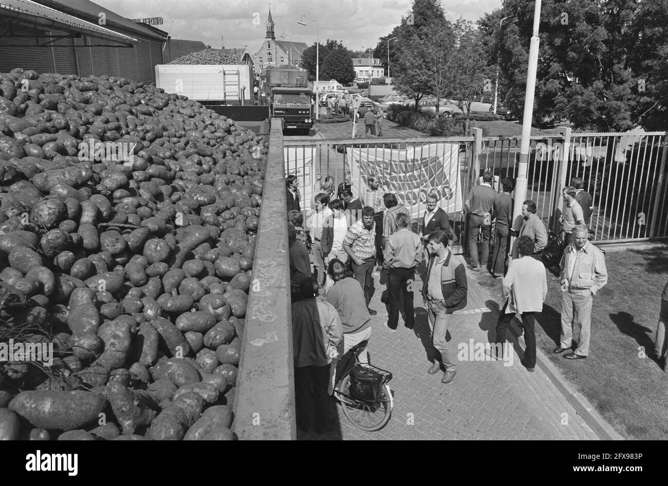 Avebe plant hi-res stock photography and images - Alamy