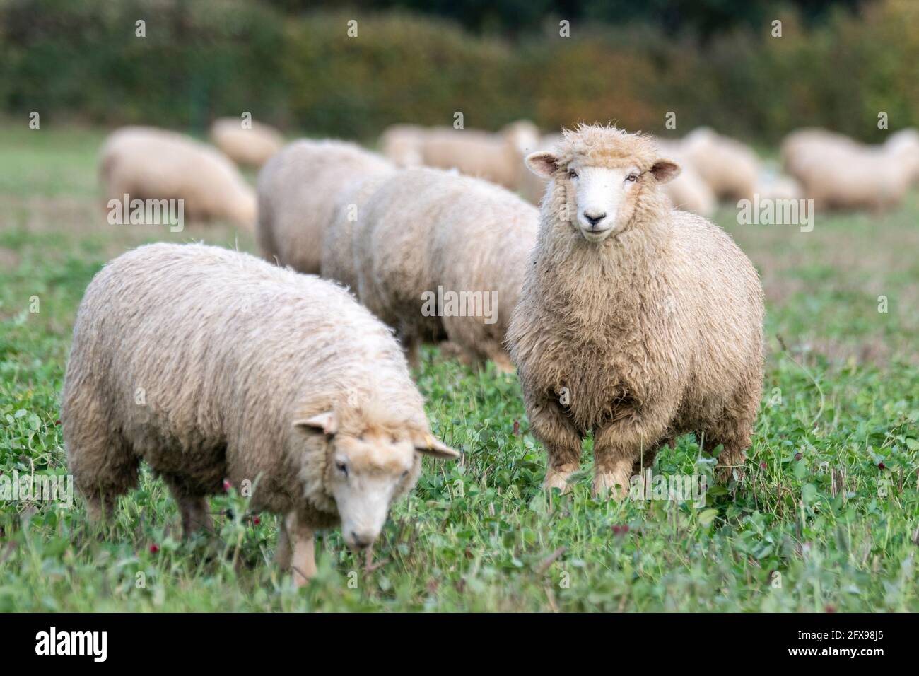 Seven month old organic lambs in organic field Stock Photo - Alamy