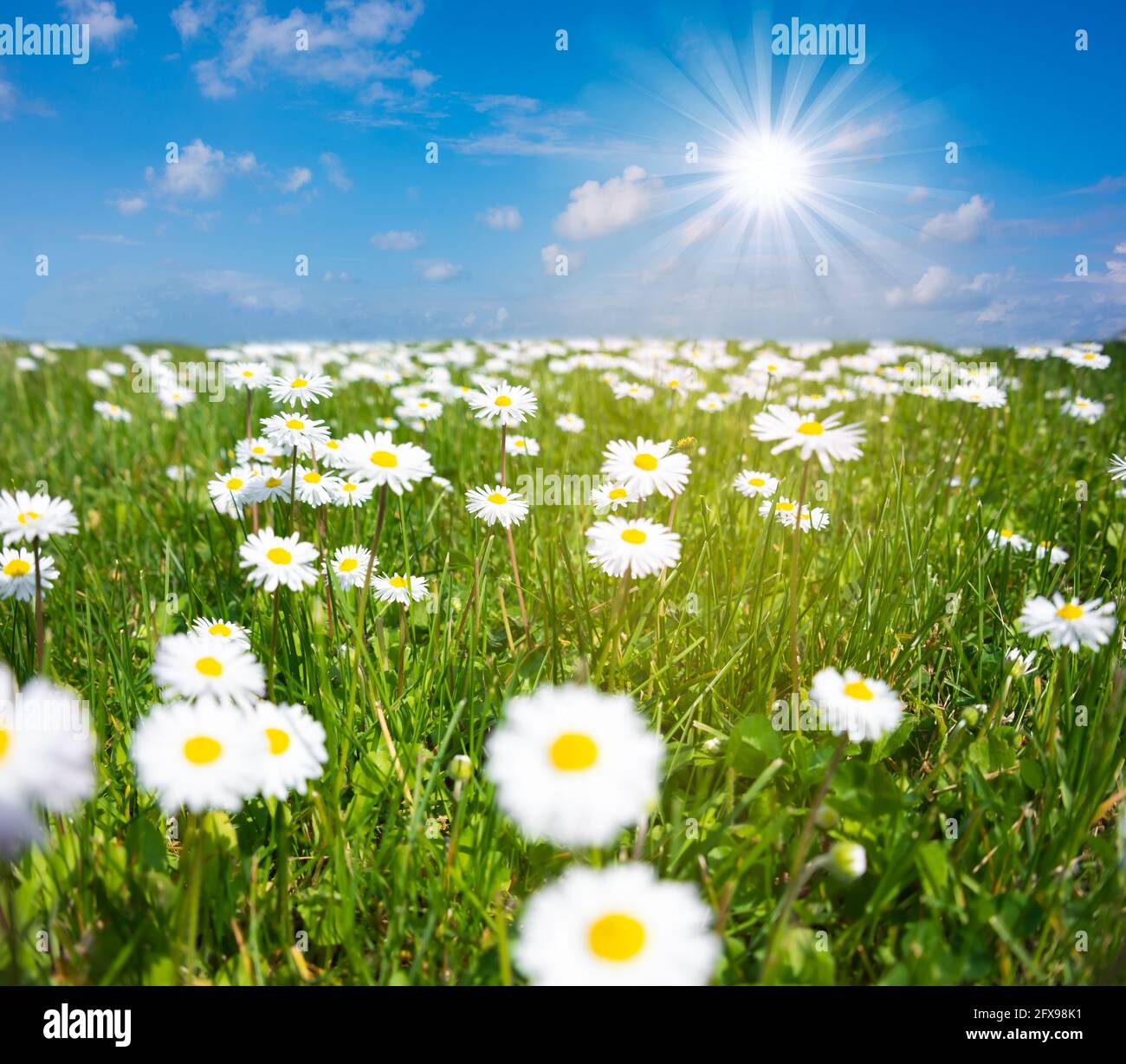 Field of blooming daisy flowers in summer Stock Photo - Alamy