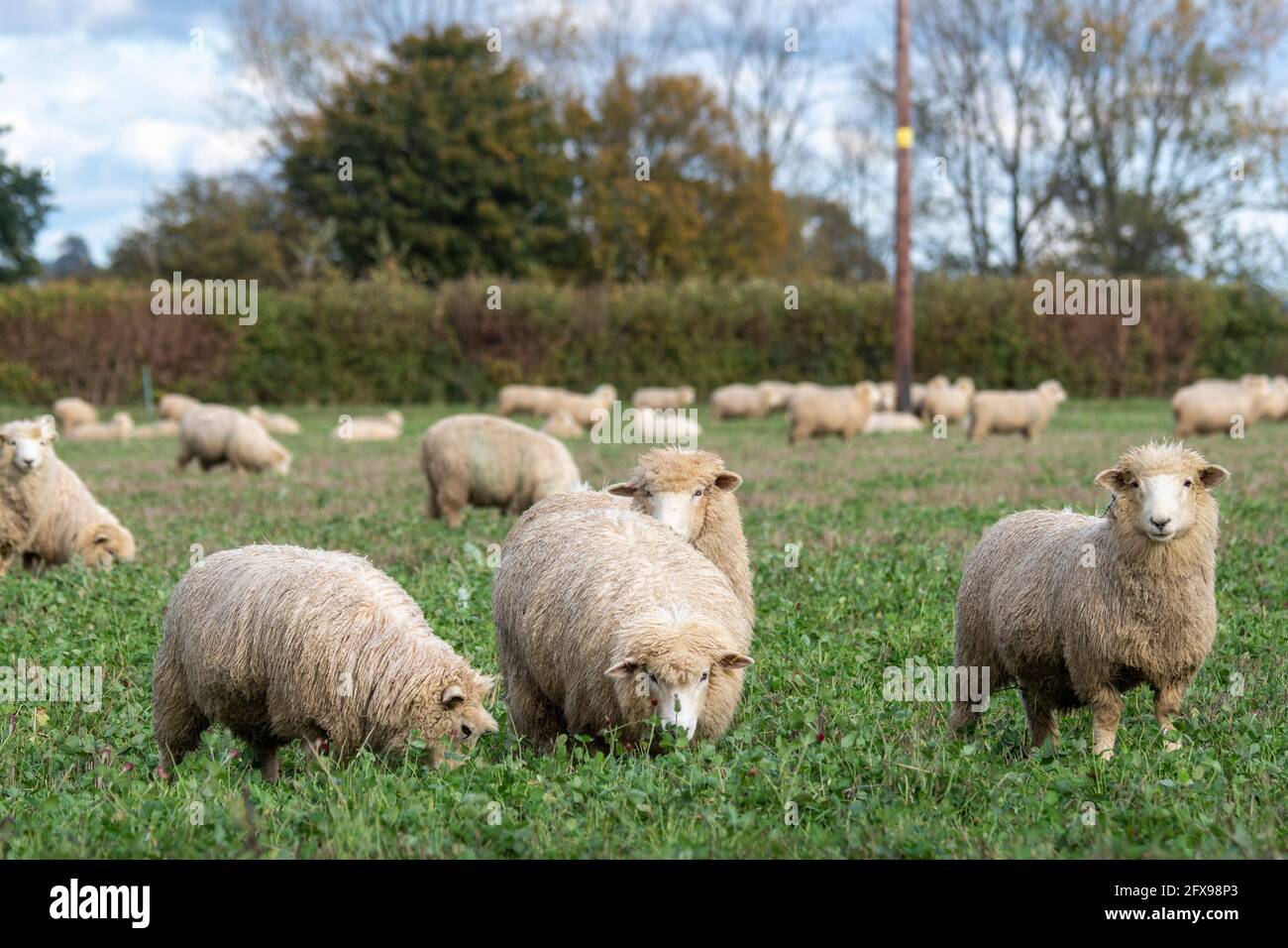 Old organic hi-res stock photography and images - Alamy