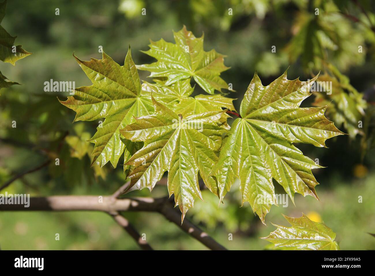 Maple tree branch with shiny leaves with the background of nature on ...