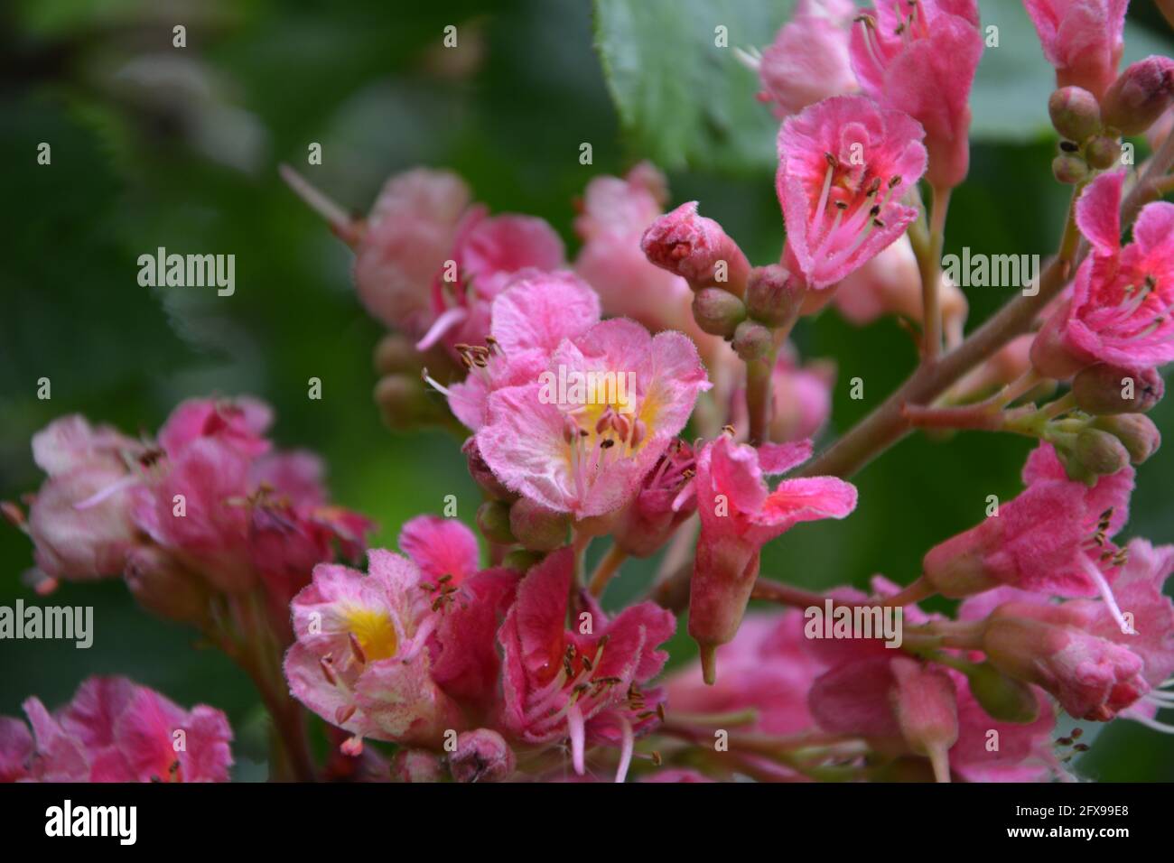 Red horse chestnut tree hi-res stock photography and images - Alamy