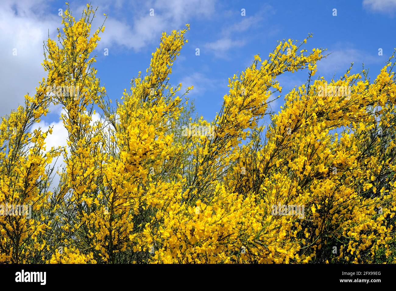 flowering broom tree, cytisus scoparius, norfolk, england Stock Photo ...