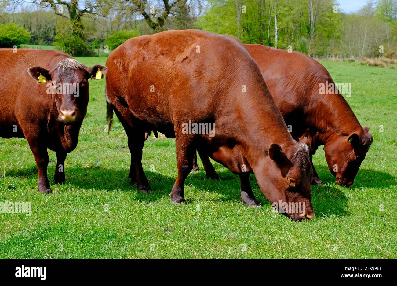 English cattle grazing meadow hi-res stock photography and images - Alamy