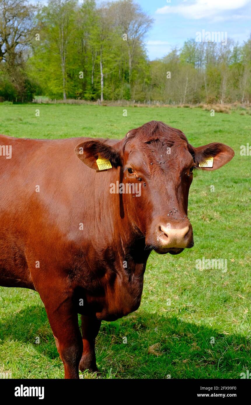 Red Poll Cattle
