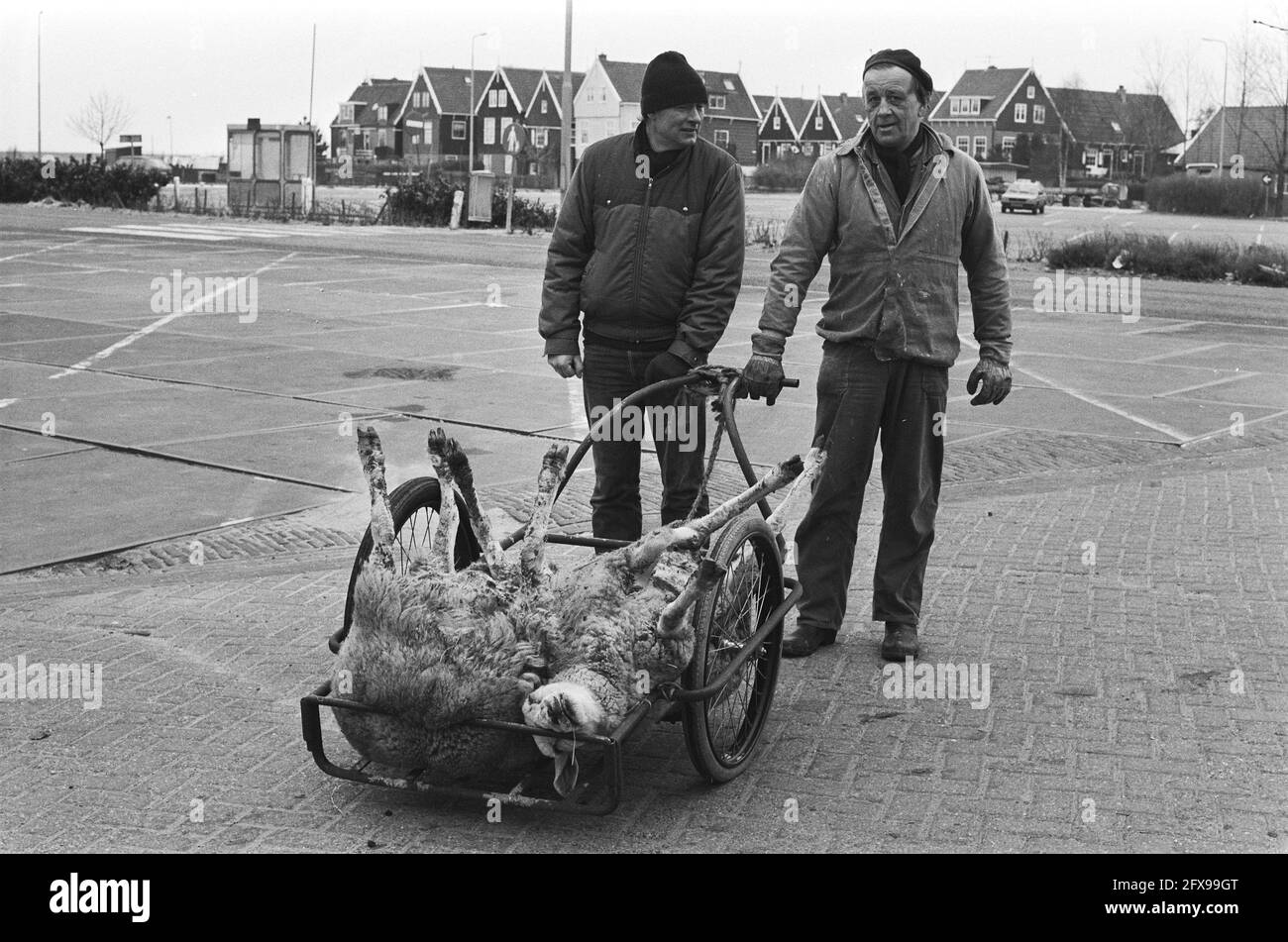 Two sheep dying hi-res stock photography and images - Alamy