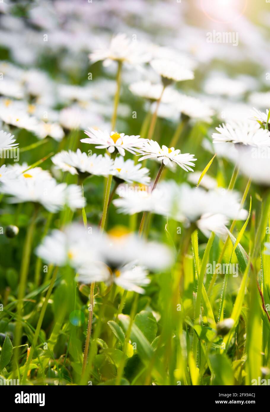 Field of blooming daisy flowers in summer Stock Photo - Alamy