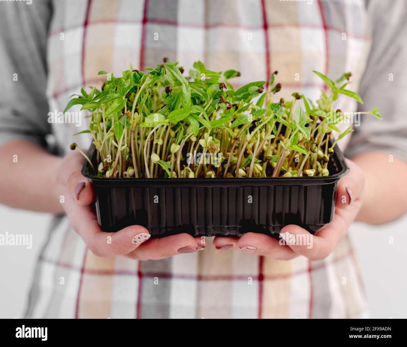 Organic microgreen growings Stock Photo - Alamy