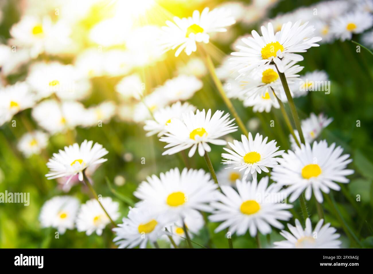 Field of blooming daisy flowers in summer Stock Photo - Alamy