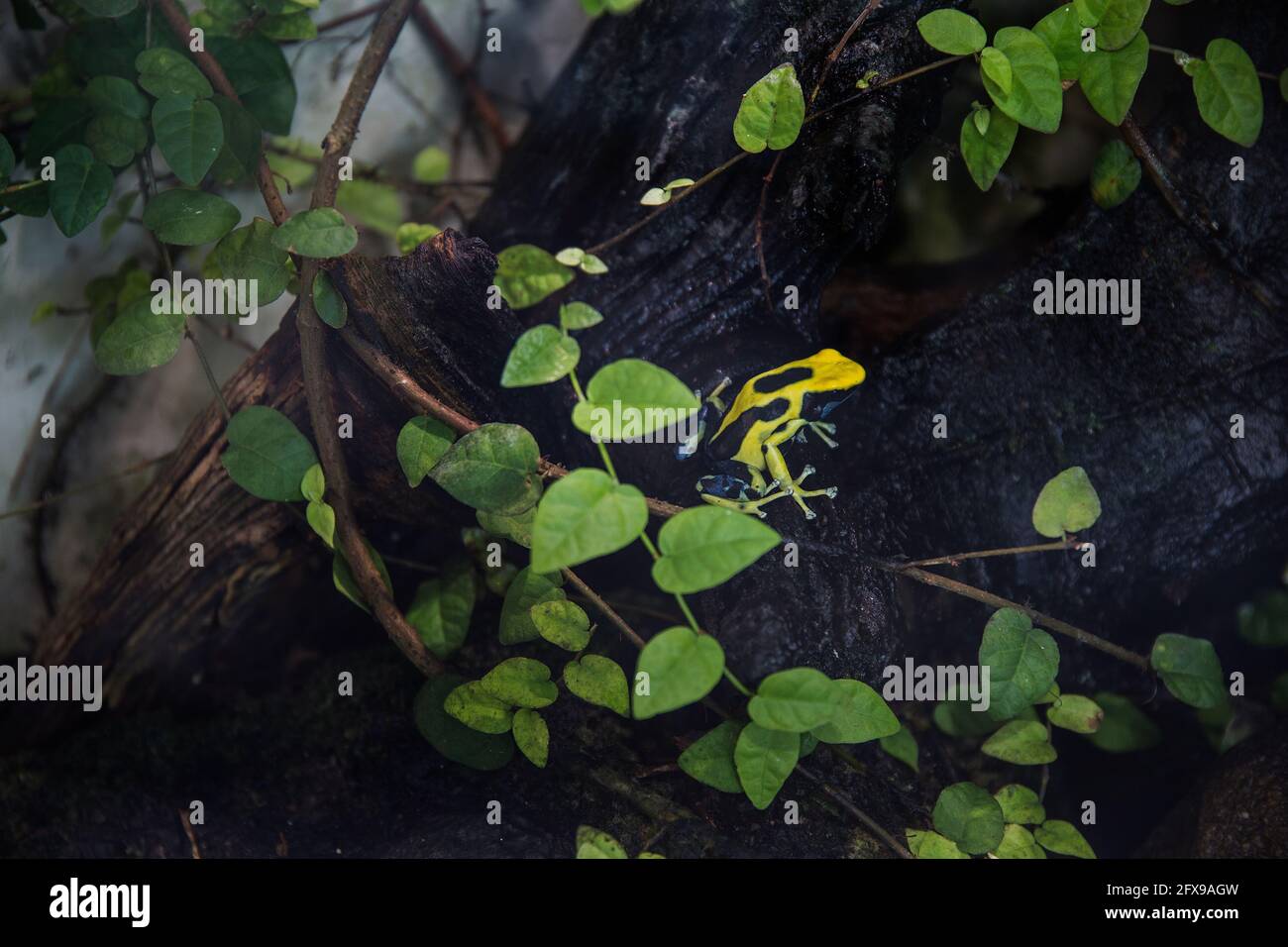 Animals, zoo, captivity Stock Photo - Alamy