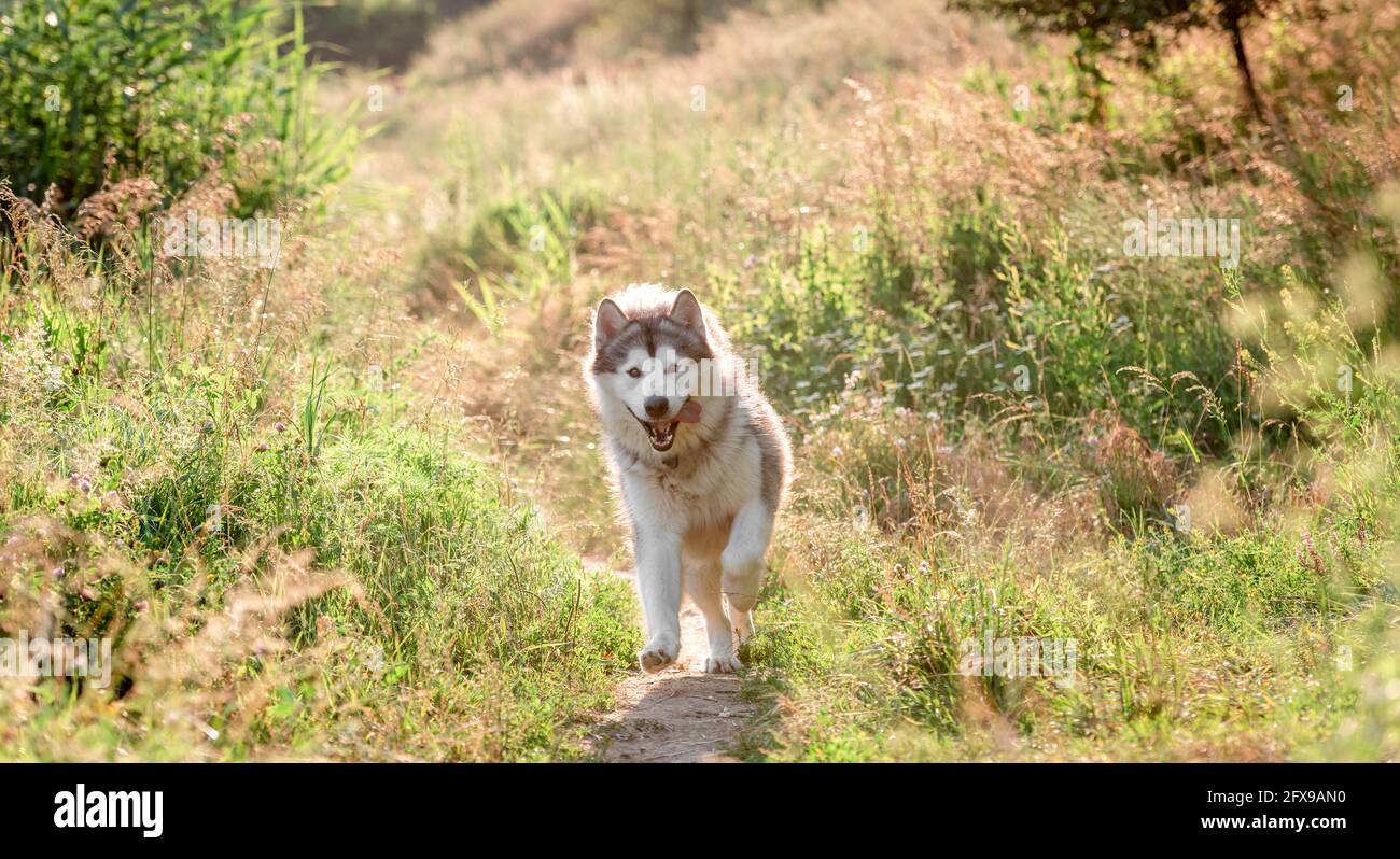 Alaskan malamute running on sunny field Stock Photo - Alamy
