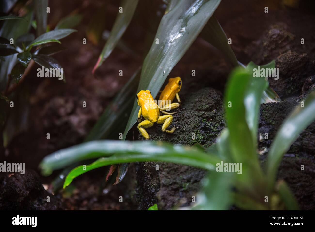 Fake eyes animals hi-res stock photography and images - Alamy
