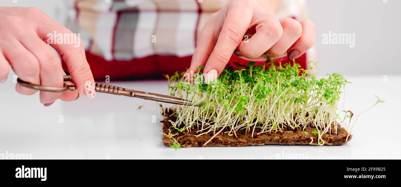 Organic microgreen growings Stock Photo - Alamy