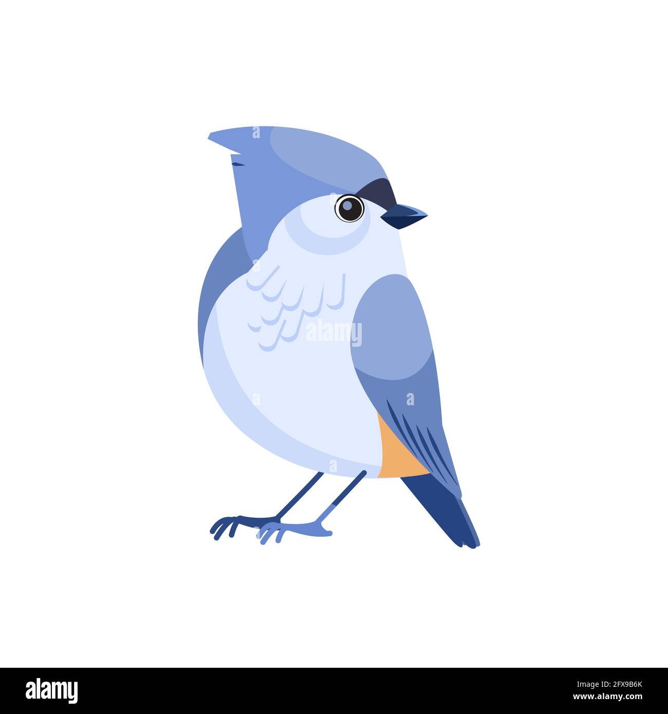 Tufted titmouse is a small songbird, a species in the tit and chickadee ...