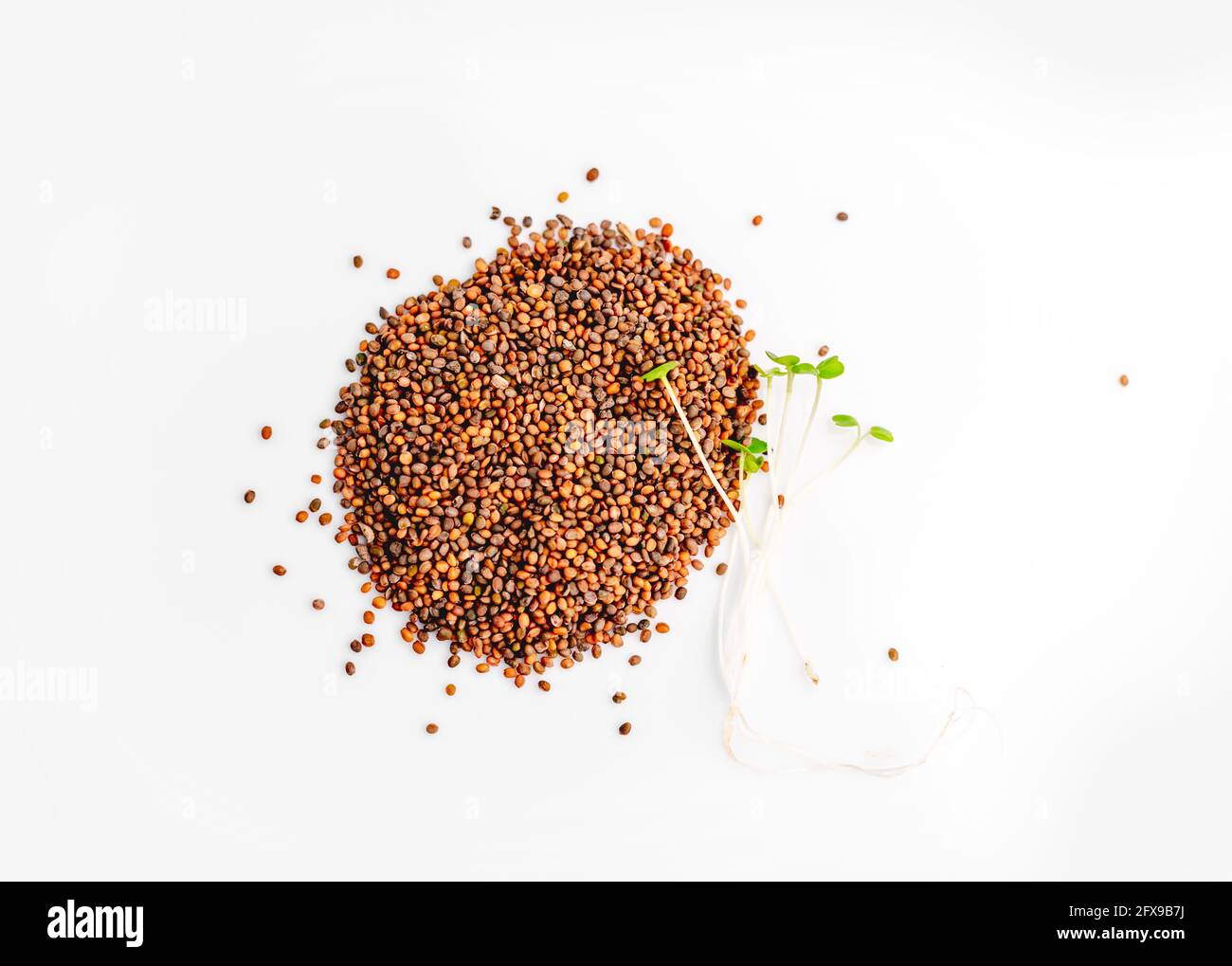 Grain of mustard seed hi-res stock photography and images - Alamy