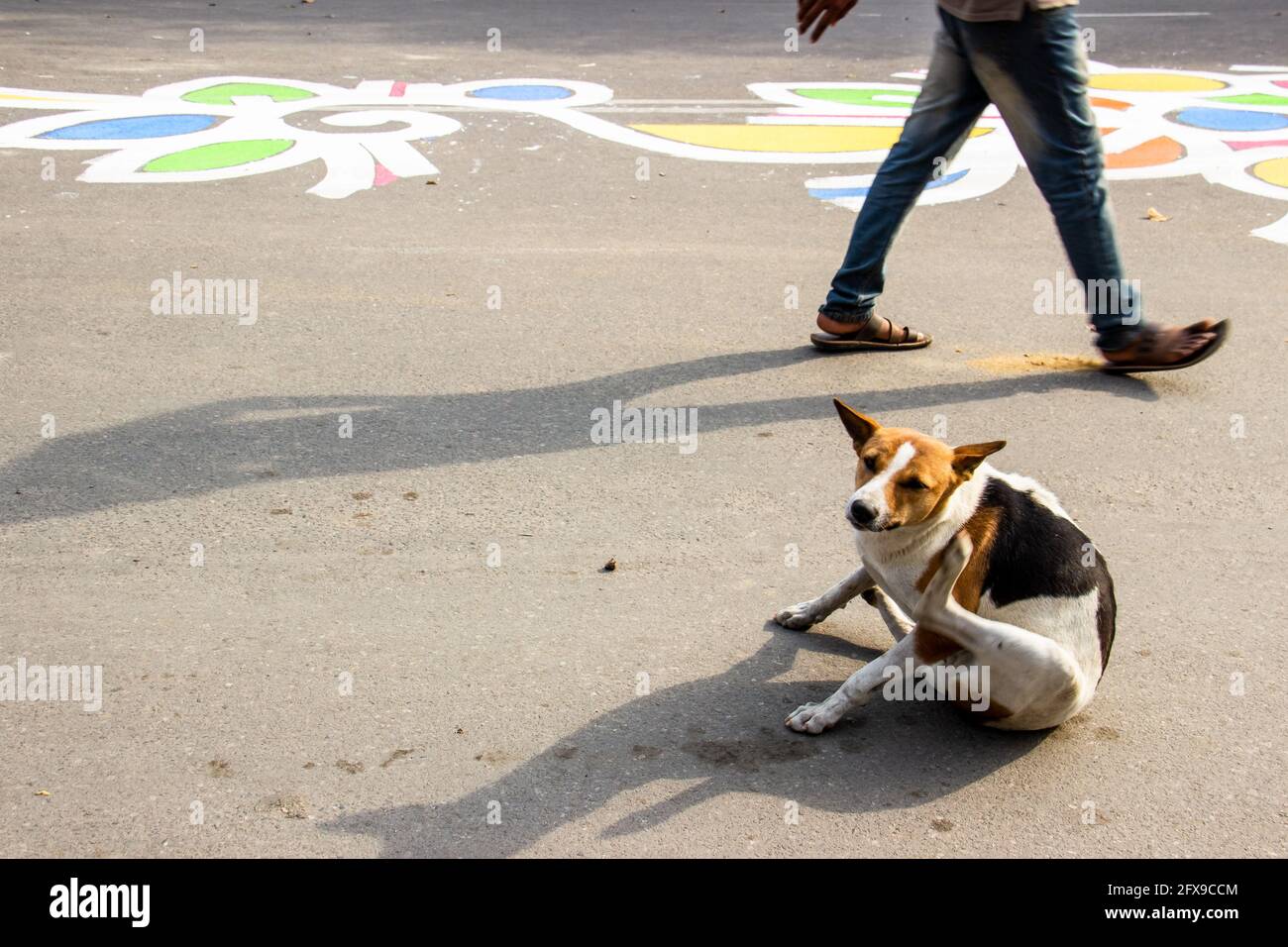 Street dog I captured this image on 20th February 2018 from Dhaka ...