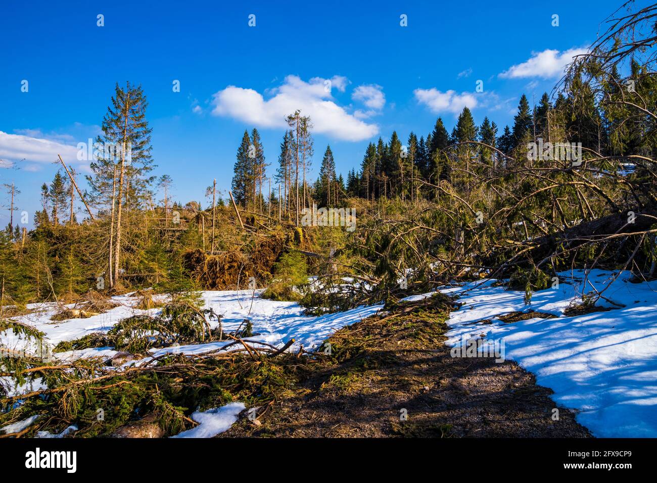 Feldberg schwarzwald dead hi-res stock photography and images - Alamy