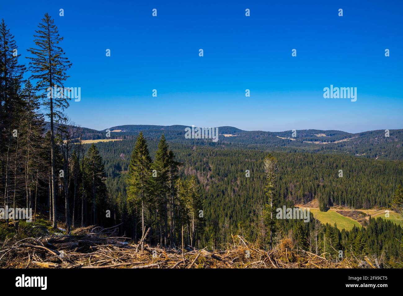 Tops of conifers hi-res stock photography and images - Alamy